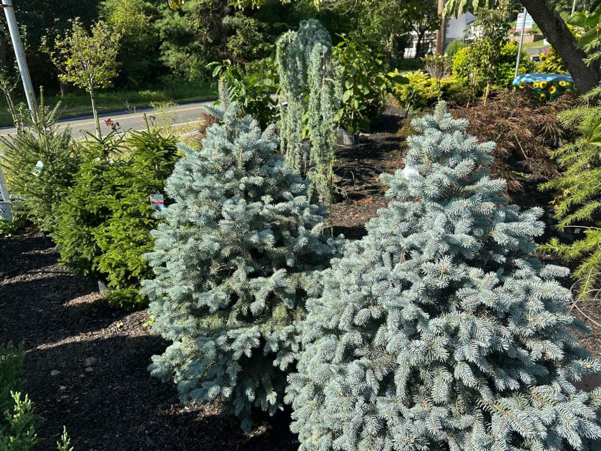 Landscape Department | Larson’s Garden Center and Landscaping