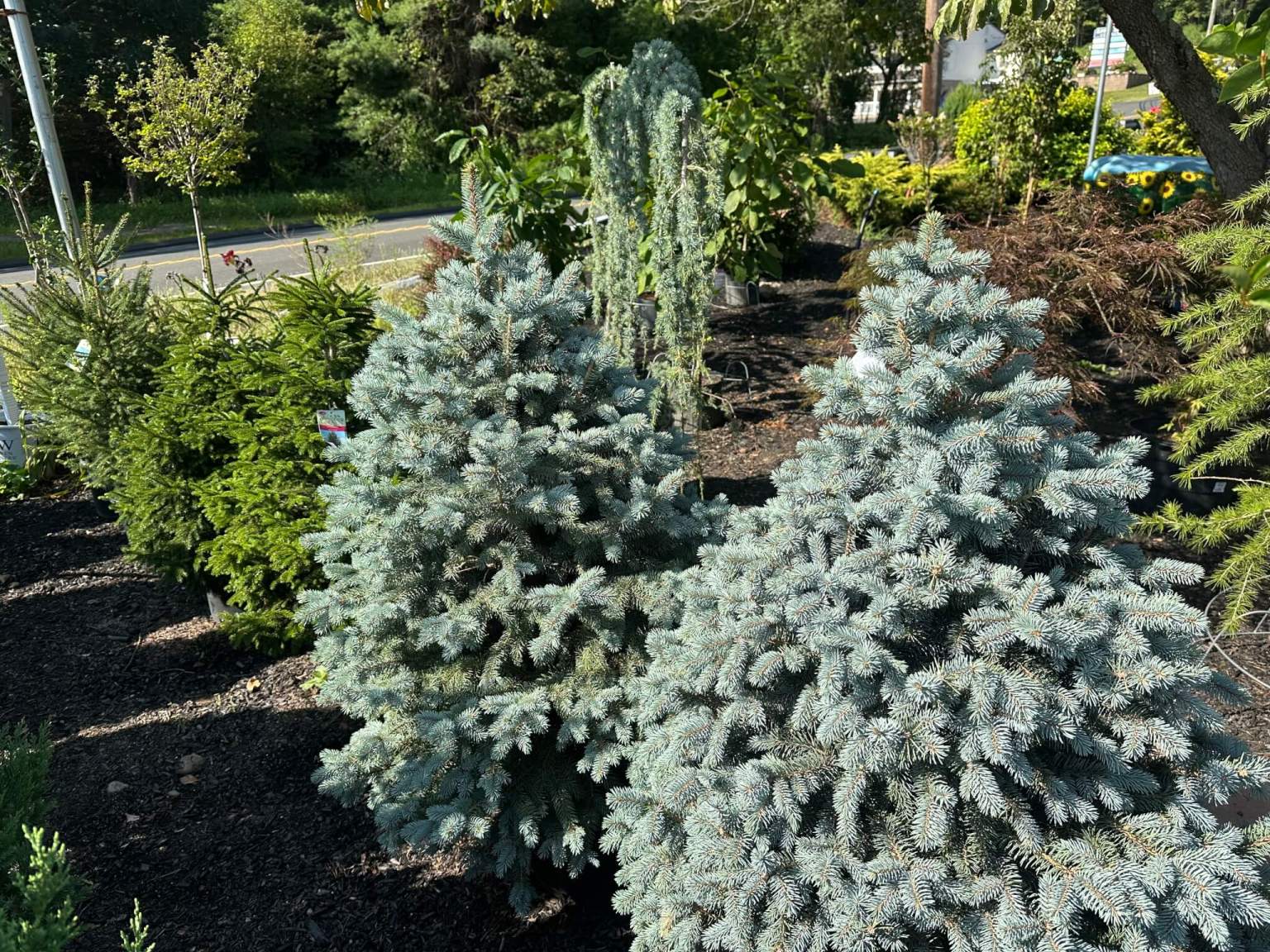Landscape Department | Larson’s Garden Center and Landscaping